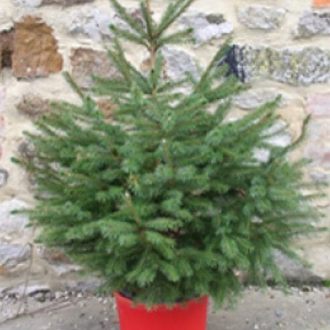 Potted Nordmann Fir | Nunton Lodge Farm